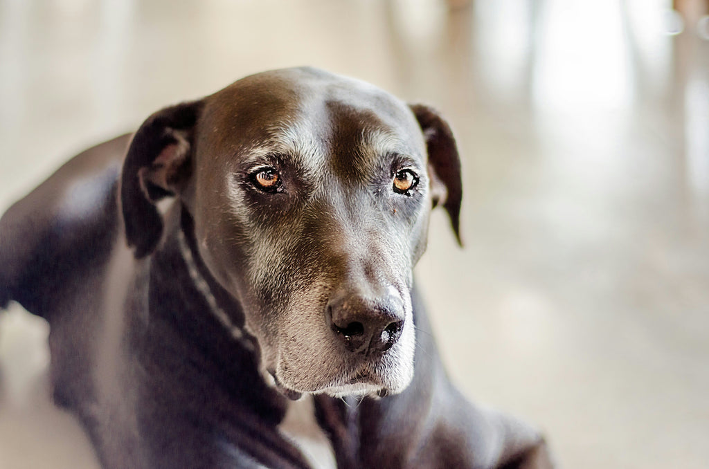 Knowing When It's Time | Making Peace With a Pet Euthanasia Decision ...